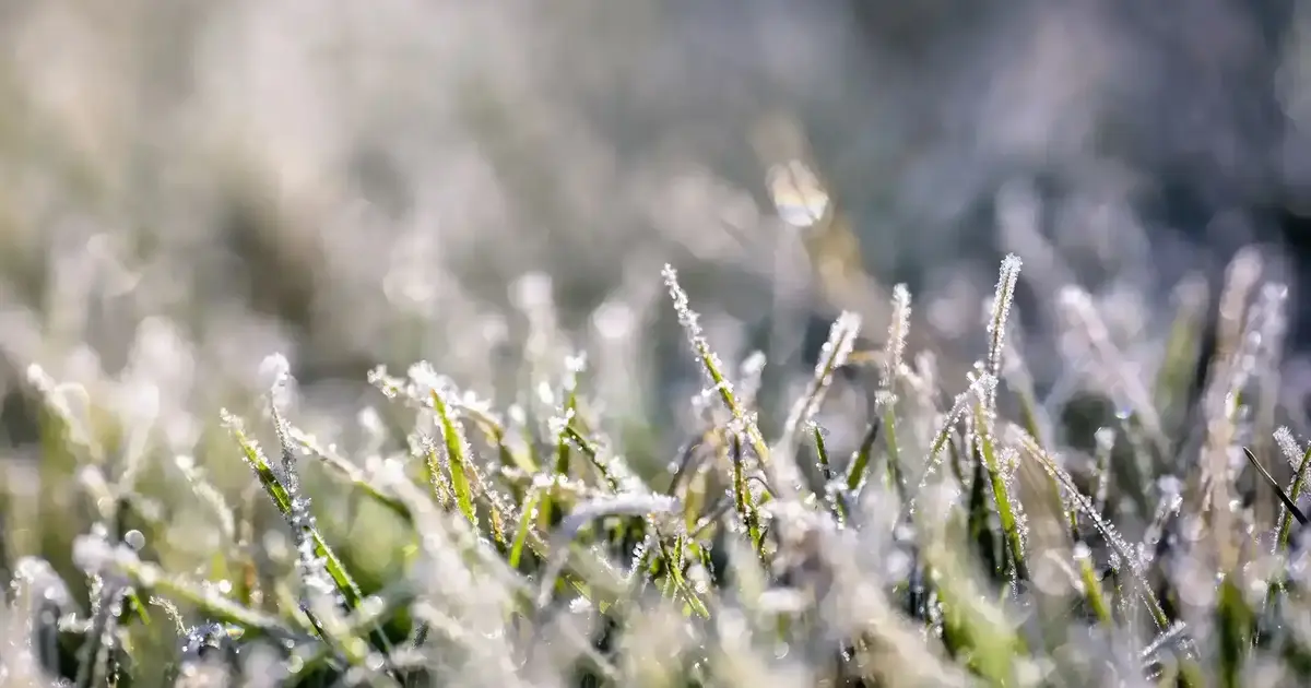 Which Grass Seed Will Thrive in a Snowy Yard?