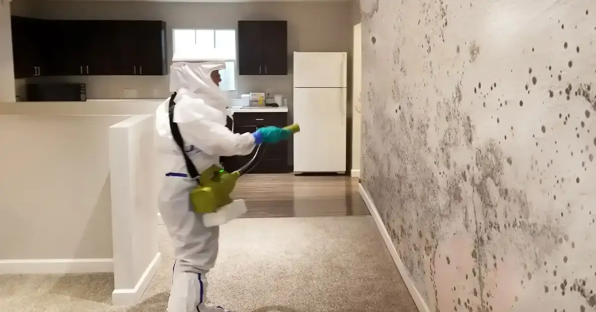 How to Tell if Mold is Old vs. New Growth in Your Home