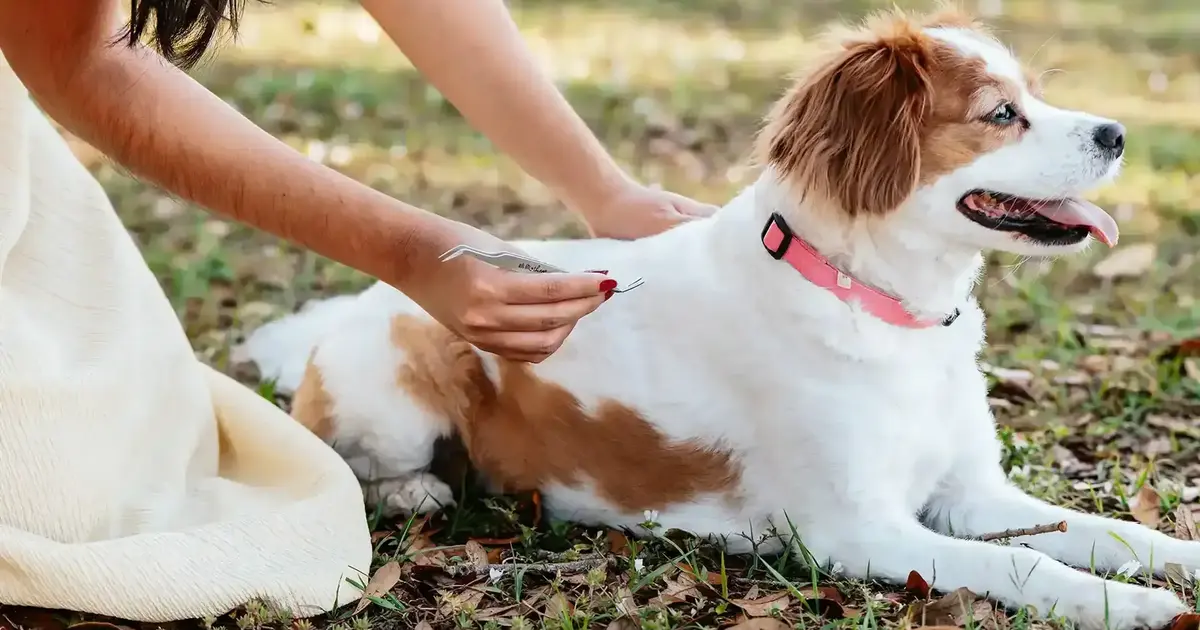 How to Manage Backyard Ticks With These Pro Tips