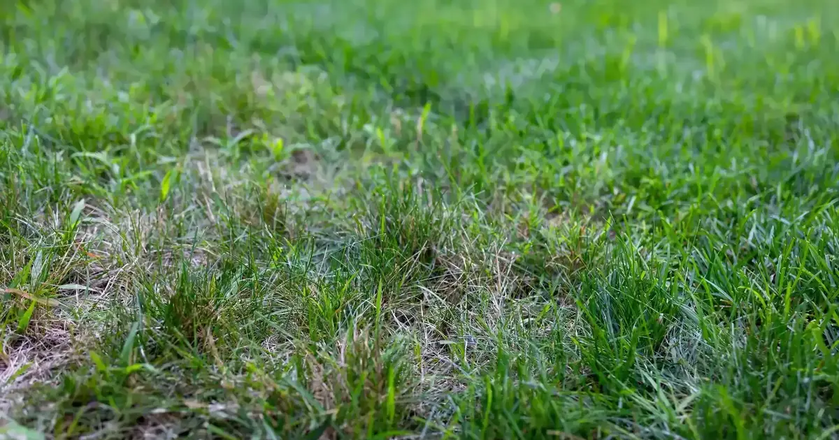 How to Know if Your Lawn Needs Lime