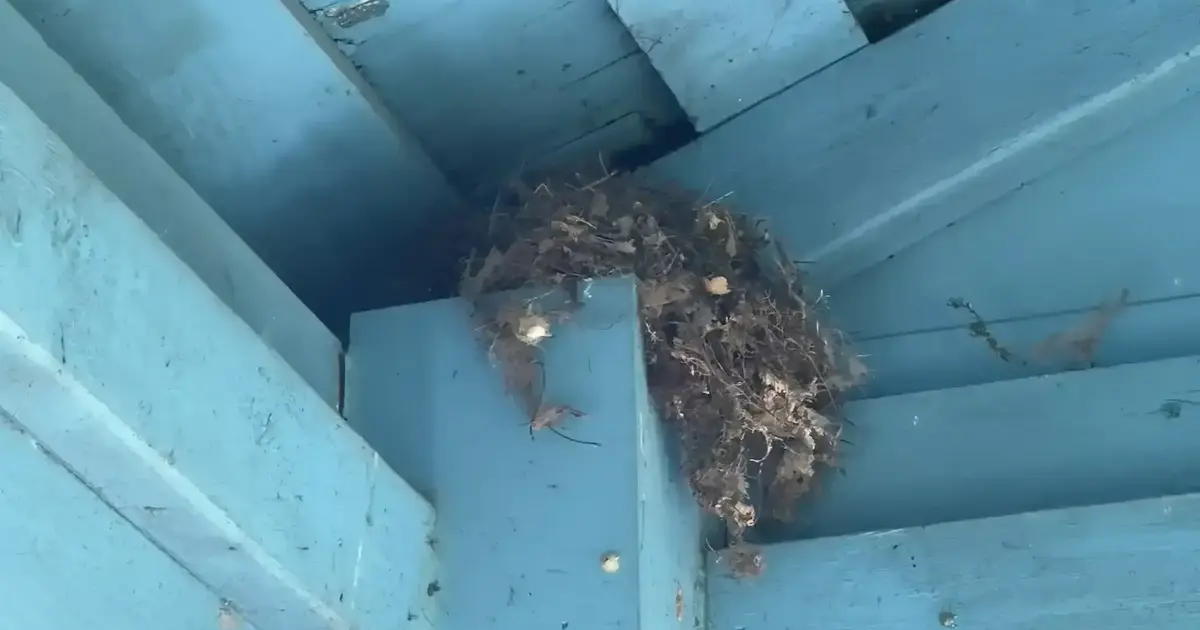 How to Get Birds Out of Your Garage