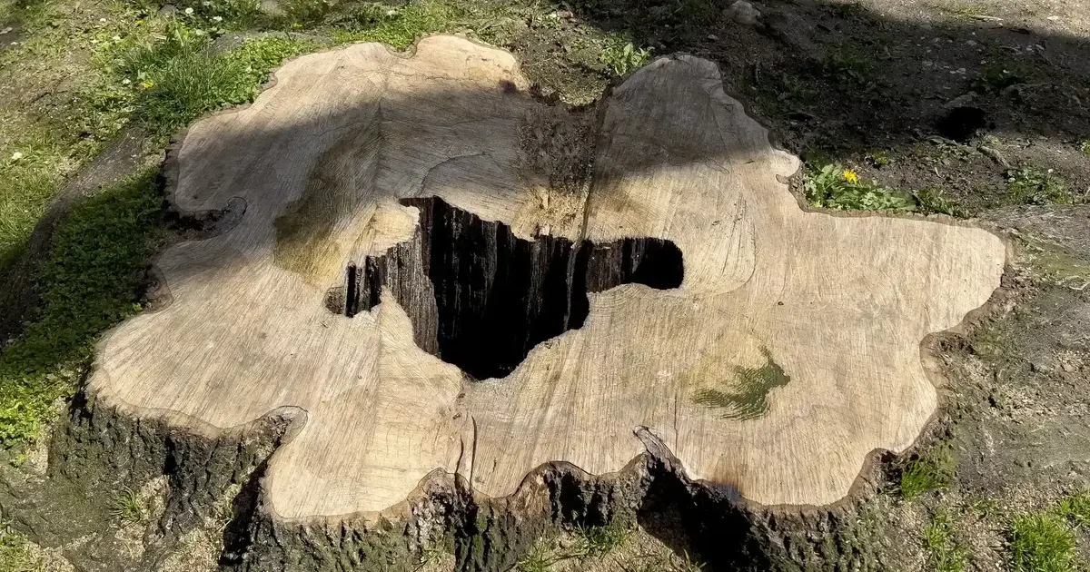 Removing a Tree Stump? Experts Say DIY Might Be Too Risky