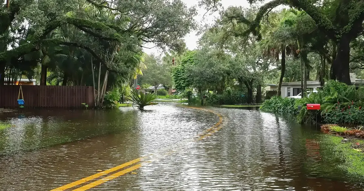 How Flooding Affects Trees: Symptoms and Solutions