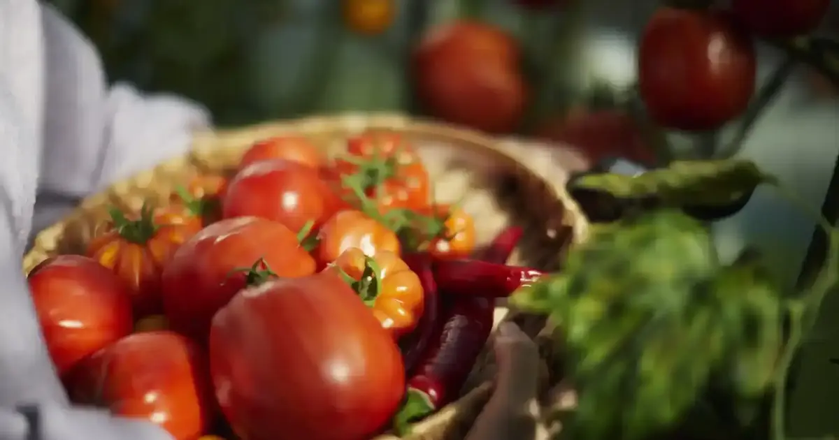 How to Make Homemade Rotel