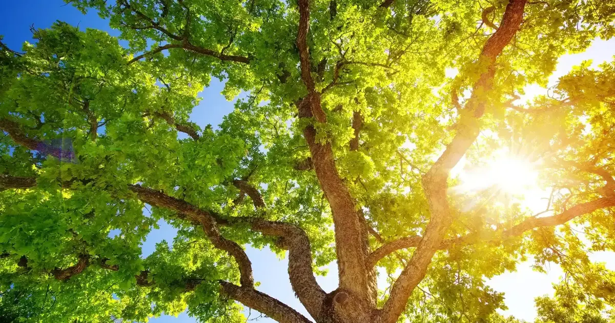 Will Your Oak Tree Survive Severe Weather?