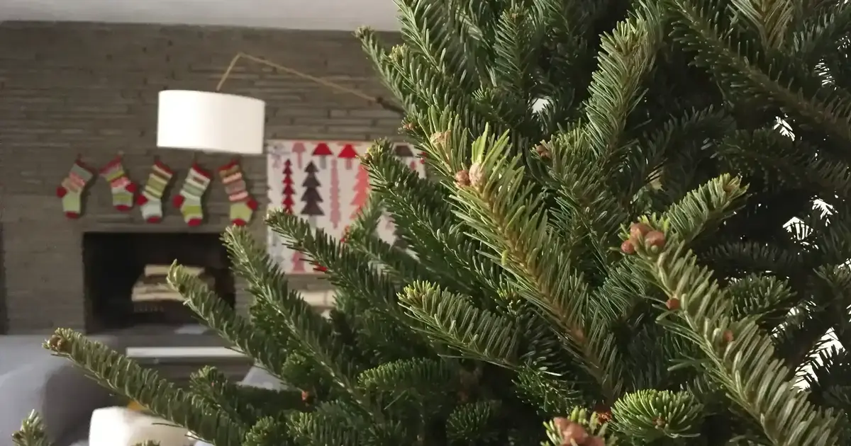5+ Things to do Before You Bring Your Live Christmas Tree Indoors