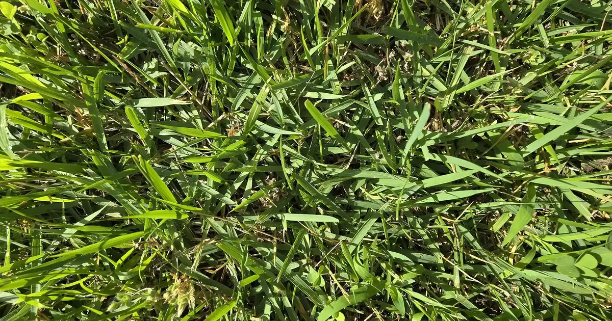 These Are the Best Grass Seed Varieties for Sandy Soil
