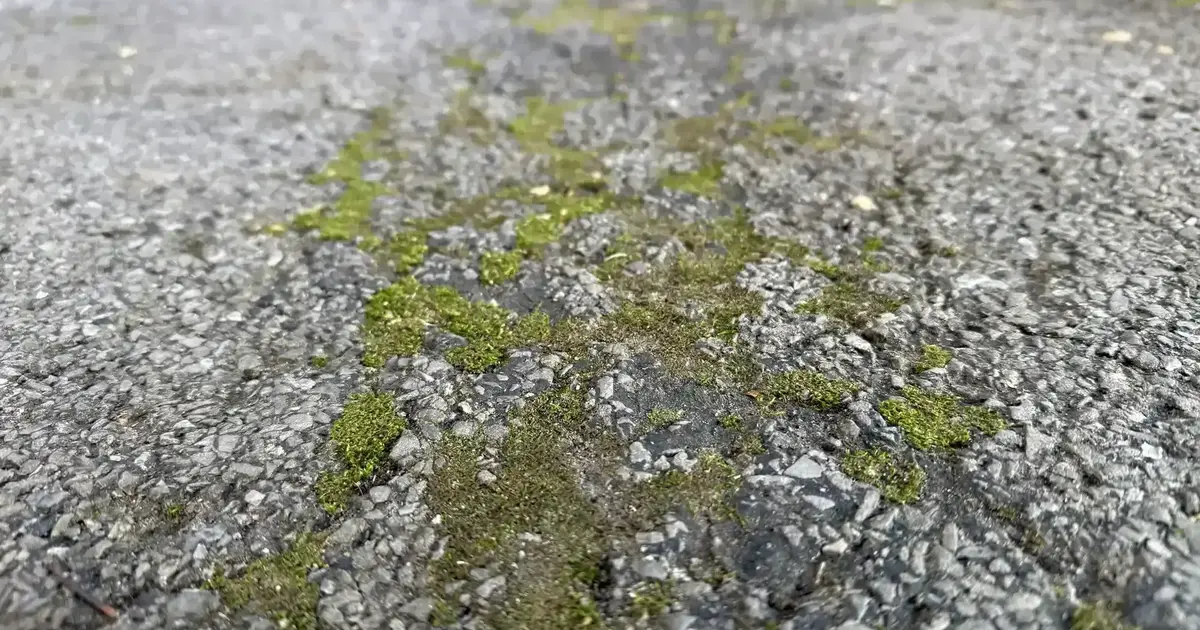 How to Remove Moss from Your Driveway Before Winter Sets In