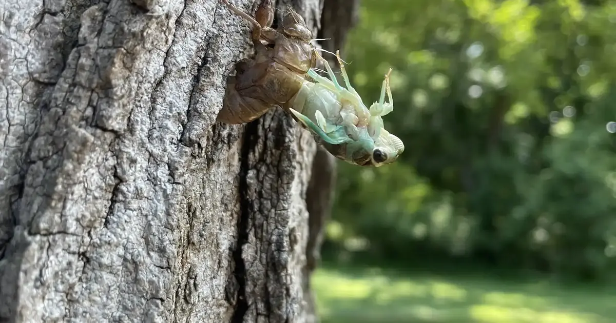 2025 Outlook: What to Expect From Cicadas This Year