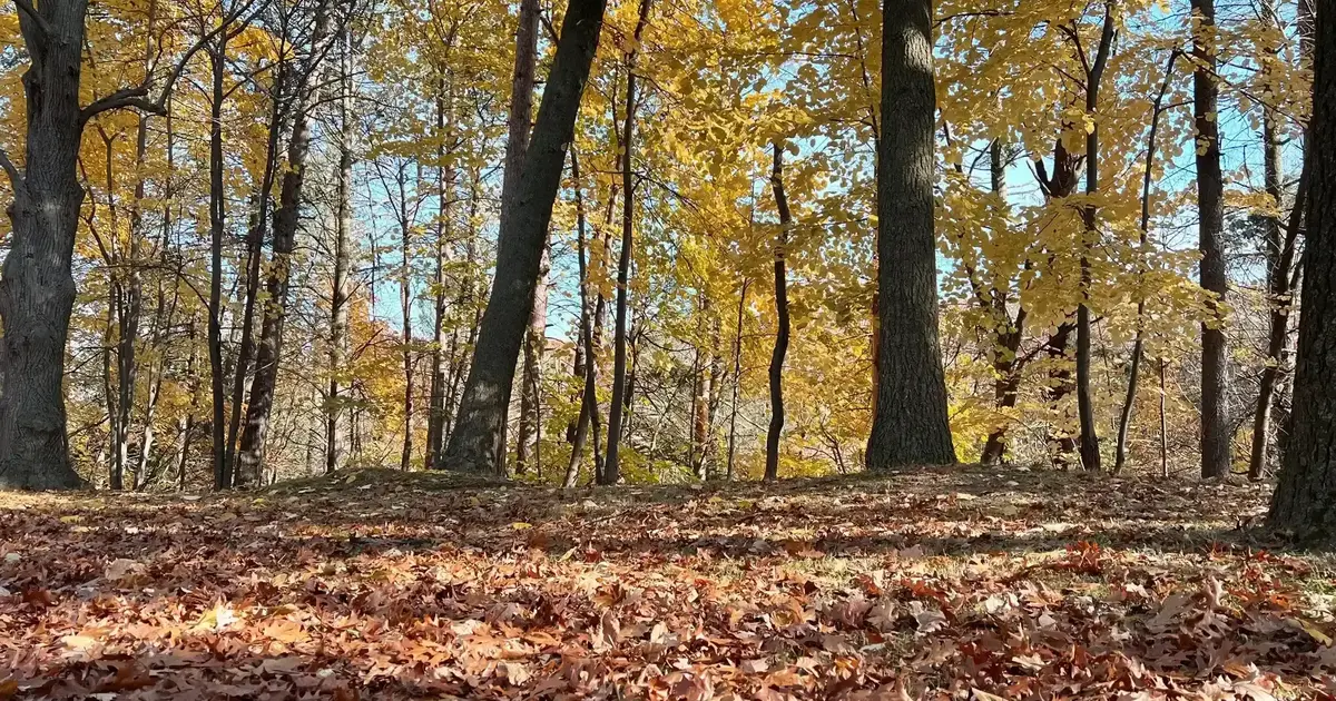 Should You Remove the Leaves From Your Lawn?