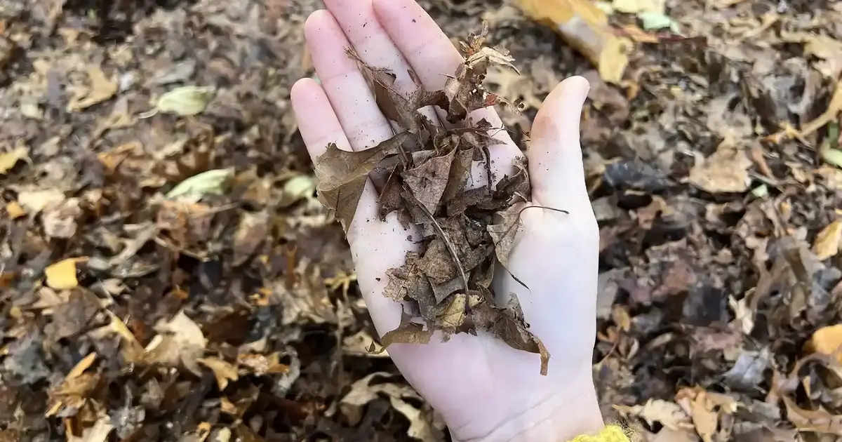 Composting Leaves for Garden Mulch