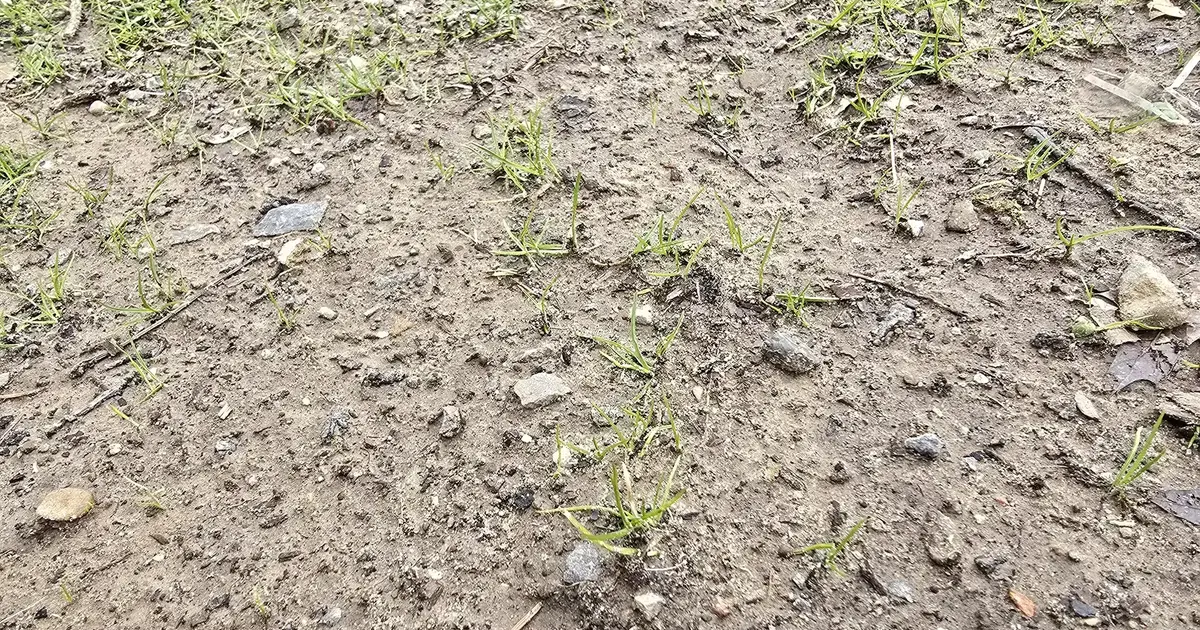 How to Choose Grass Seed That Sprouts Fast