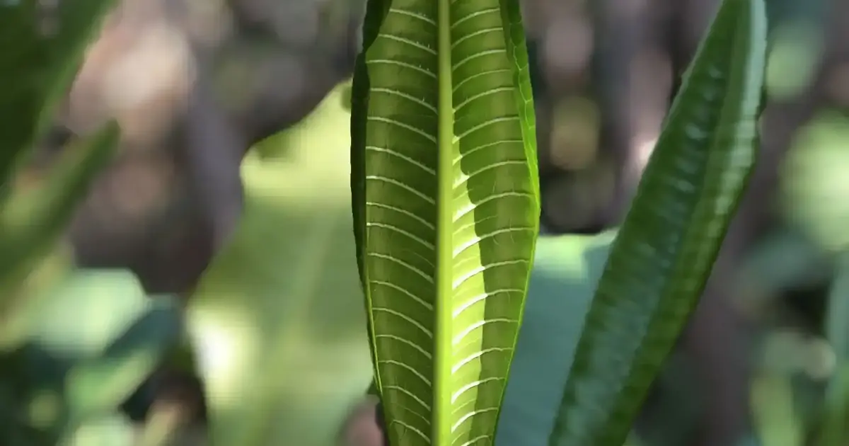 30+ Tips for a Feng Shui Garden Design