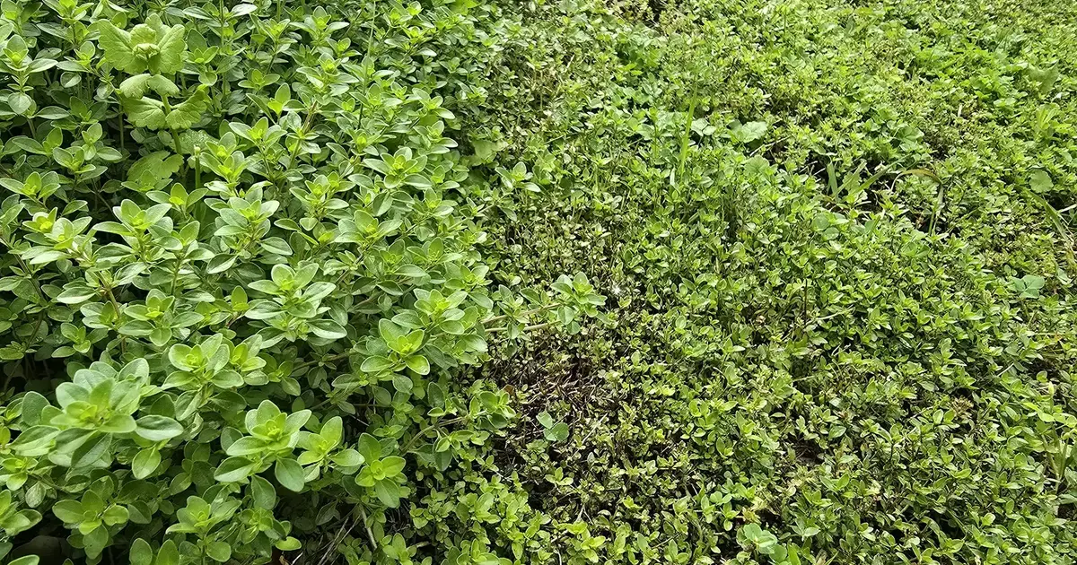 Creeping Thyme is Gaining Ground as an Easy Lawn Alternative