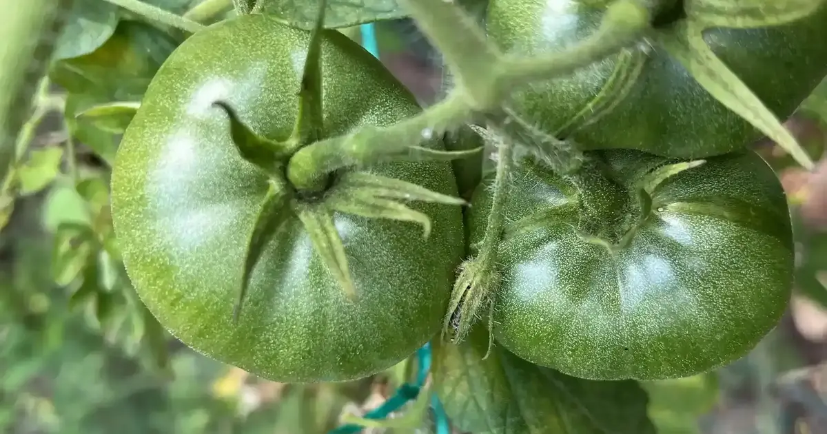 How Long Will Tomatoes Continue to Grow and Ripen on the Vine?