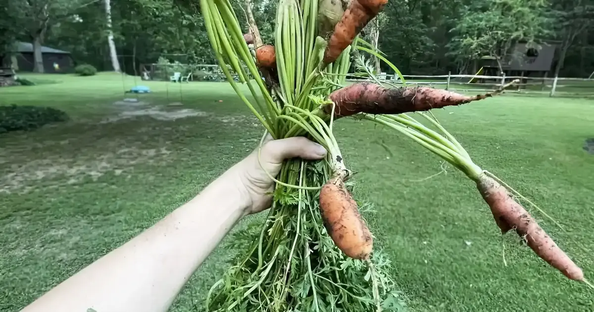 How to Clean Root Vegetables