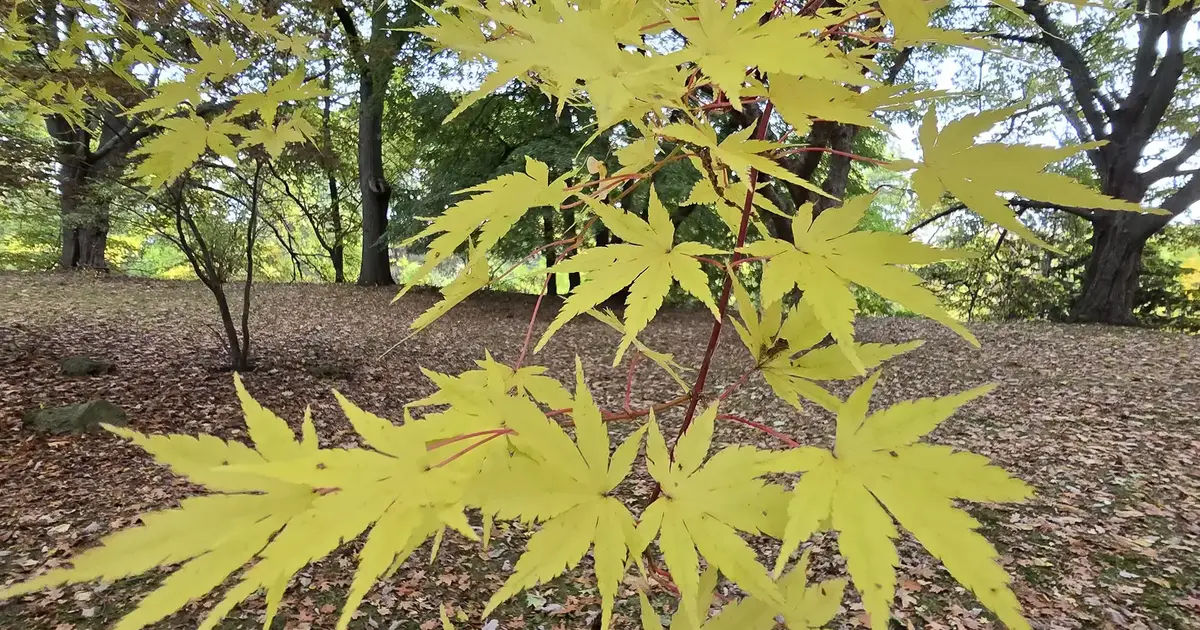 The Best Ways to Clean Up Fall Leaves