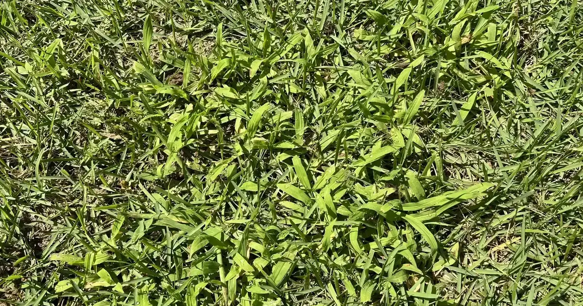 How to Manage and Kill Crabgrass