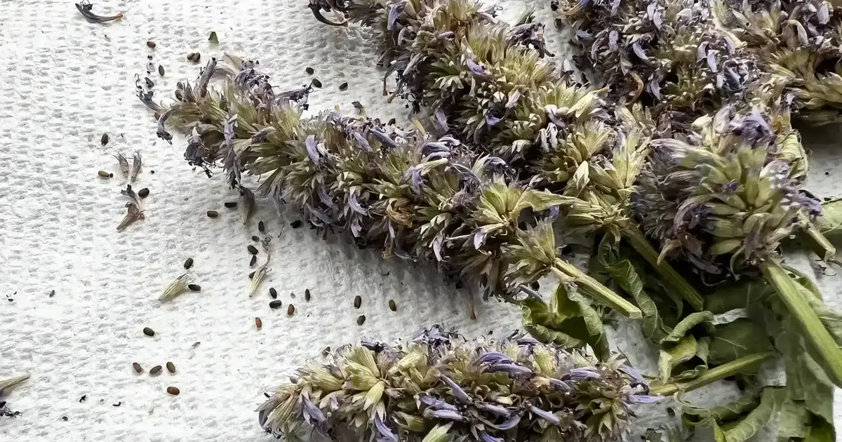 How to Save Seeds From Your Vegetable Garden and Landscape