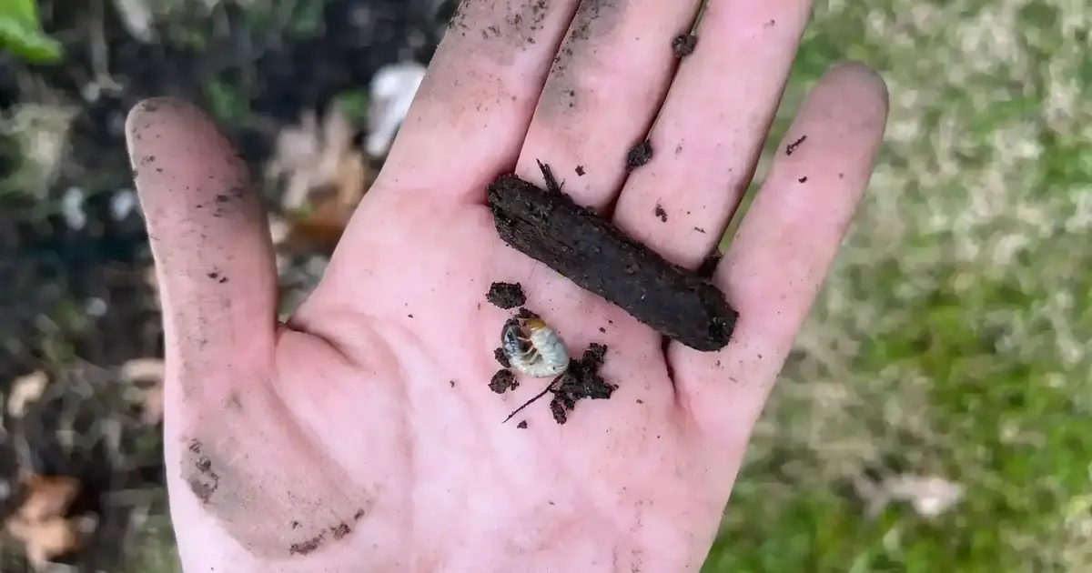 How to Treat Your Lawn for Grubs