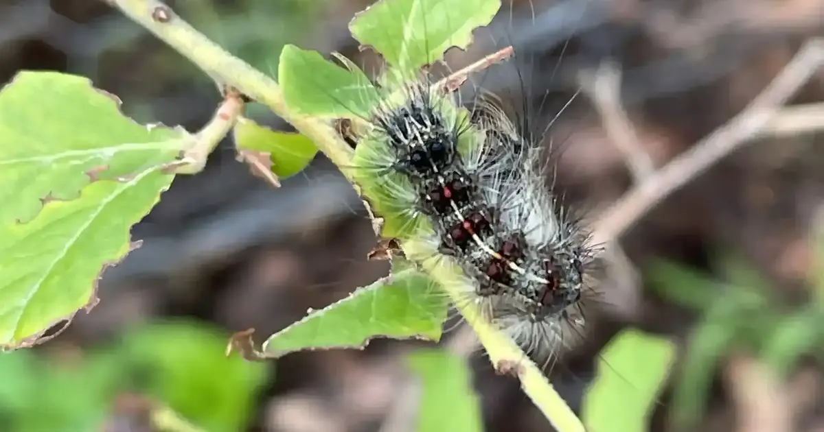 How to Protect Trees from Invasive Species of Insects