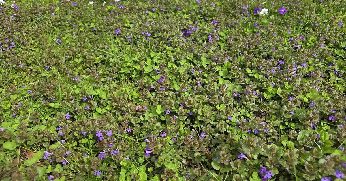 3 Easy, Pollinator-Friendly Groundcovers for Your Lawn