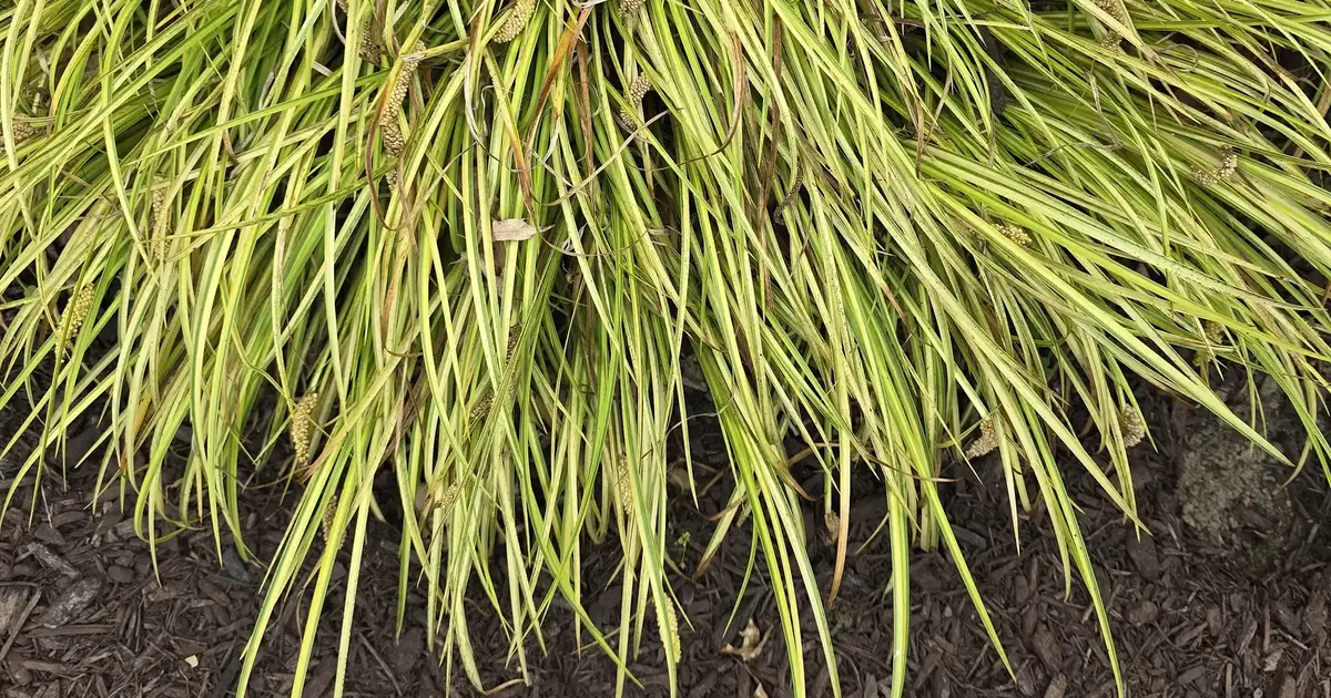 How to Replace Lawn with Ornamental Grass