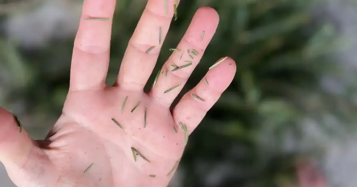 How to Clean Pine Tree Sap From Skin, Carpets, and Upholstery