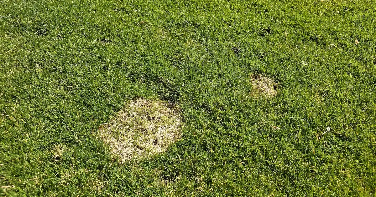 How to Revive Your Lawn After a Rough Winter