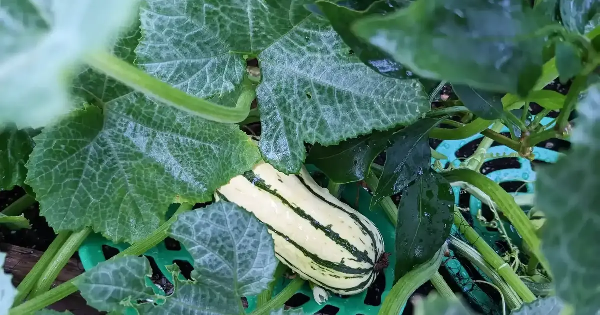 How Long Will Delicata Squash Continue to Grow on the Vine?