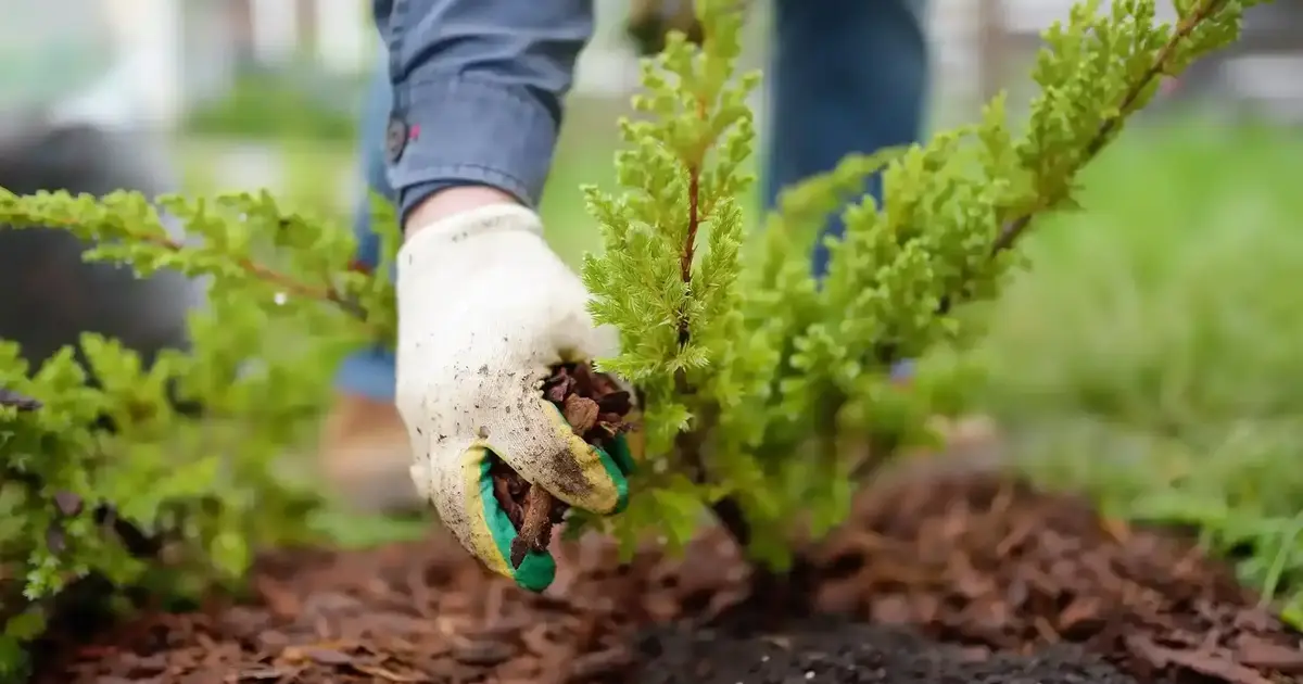 Mulch, Rock, or Bark: Rethink Your Garden Beds