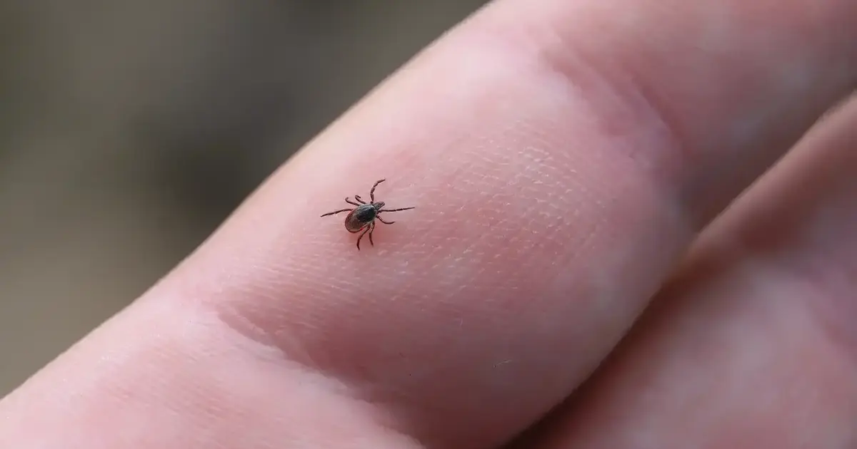 How to Kill a Tick