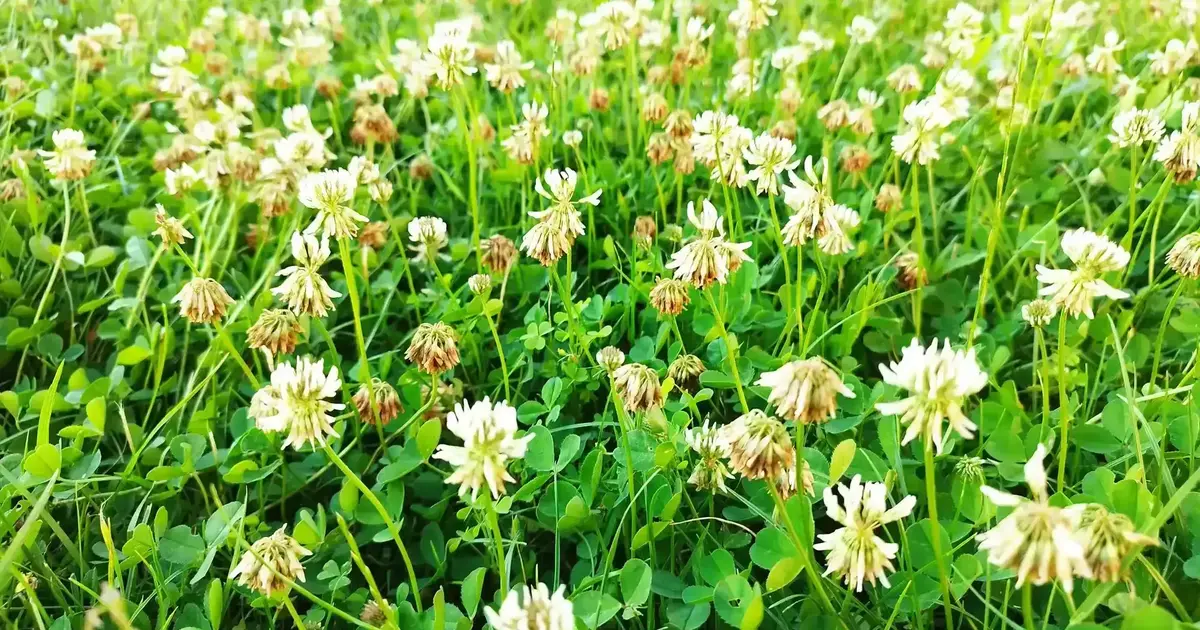 Why You Should Plant a Clover Lawn Instead of Grass
