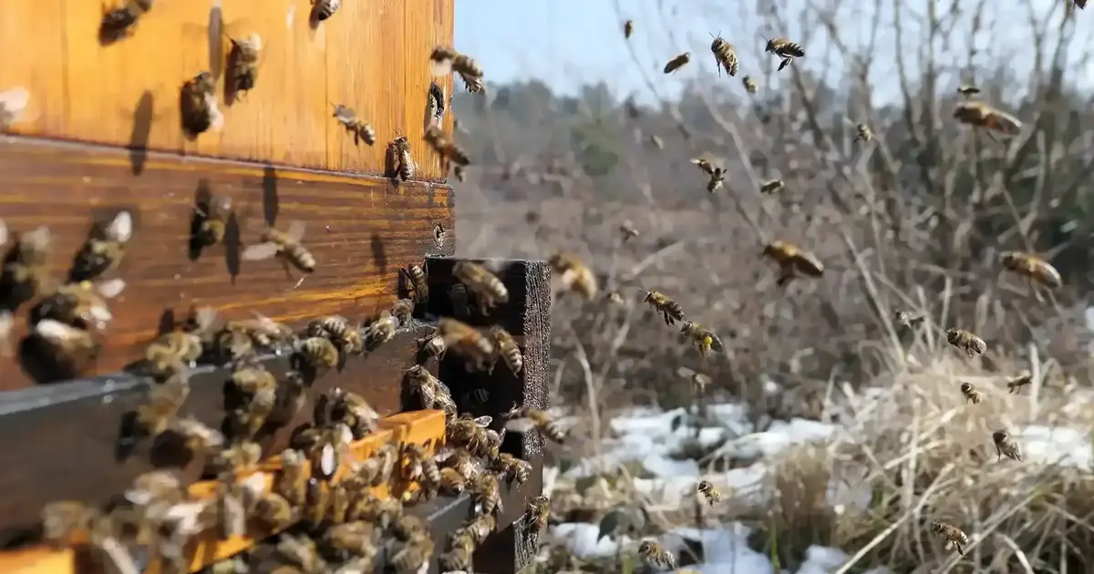 How You Can Help Wild Honeybees During the Winter