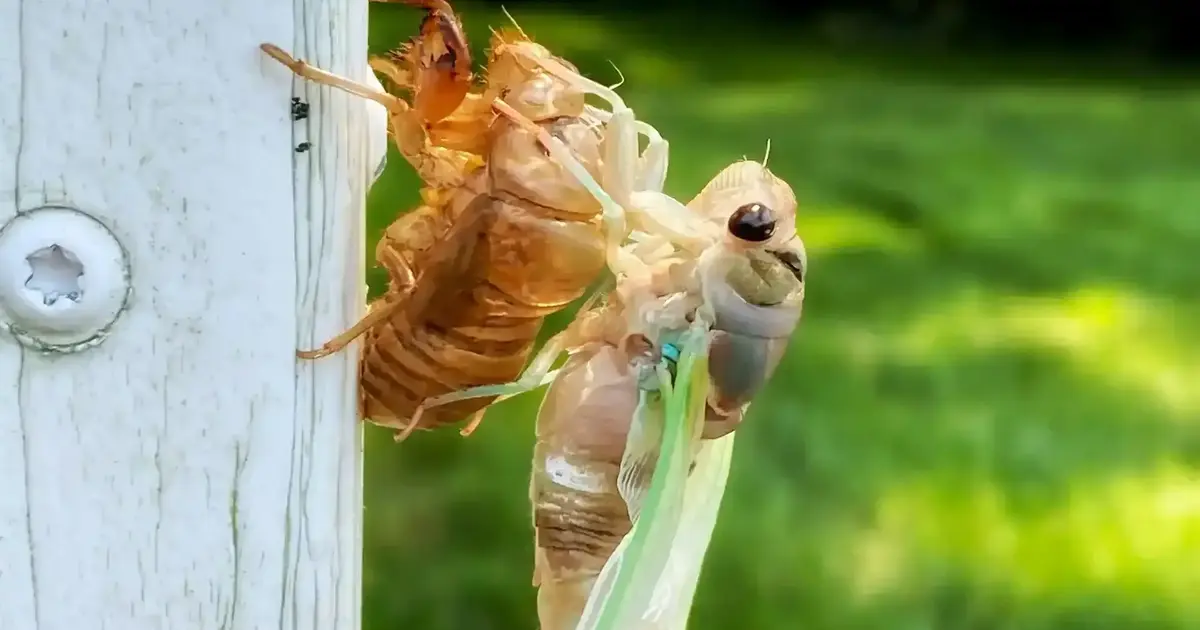 Brood X Makes a Mess: Here’s How to Clean Up Cicadas