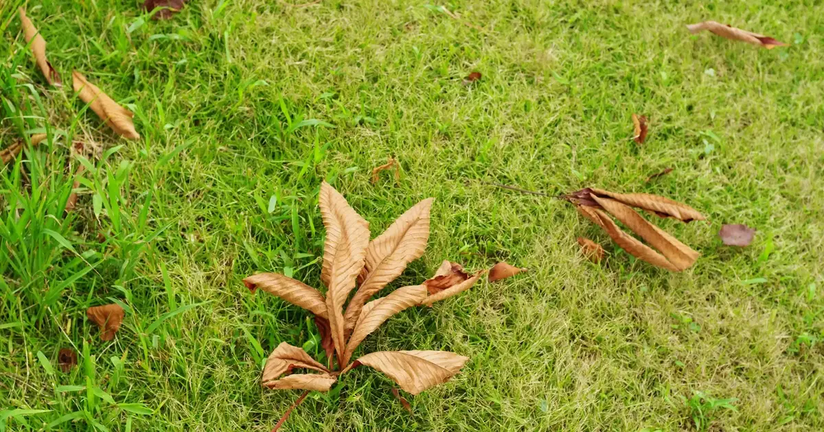When to Fertilize Your Lawn in Fall