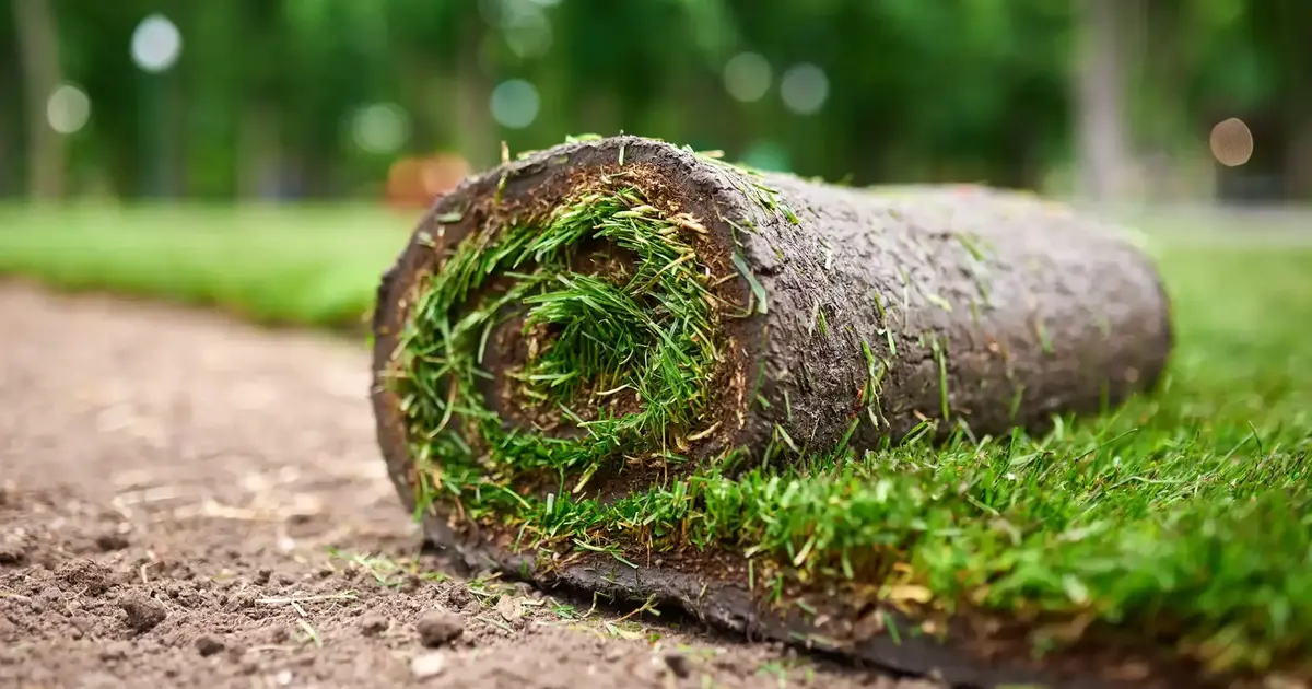 20+ Tips for Laying Your Own Rolls of Sod