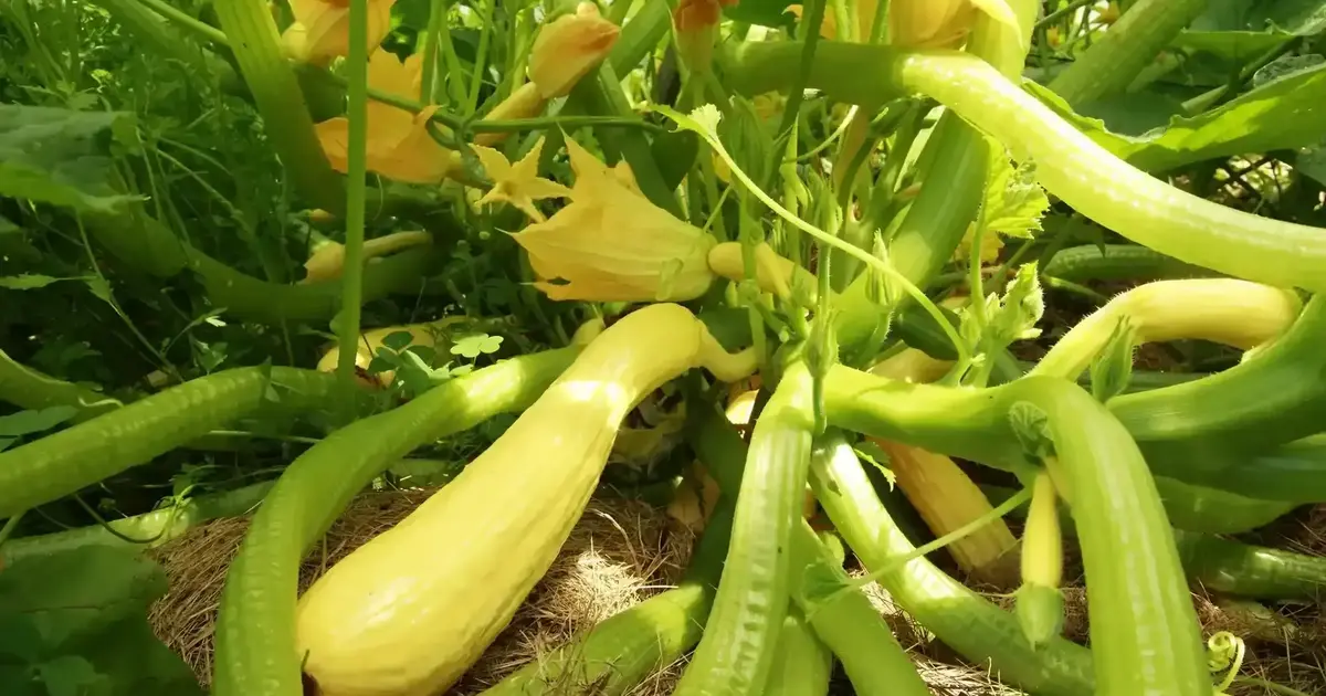 How Long Will Zucchini and Summer Squash Continue to Grow?