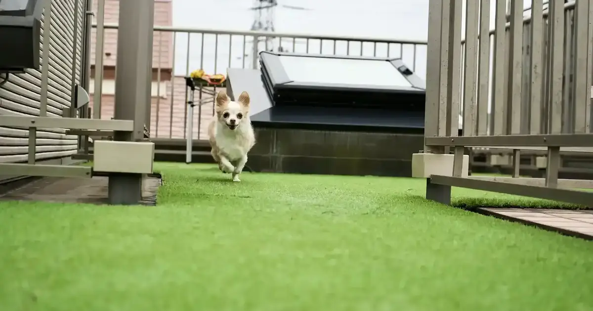 How to Get Rid of Urine Smell on an Artificial Grass Lawn