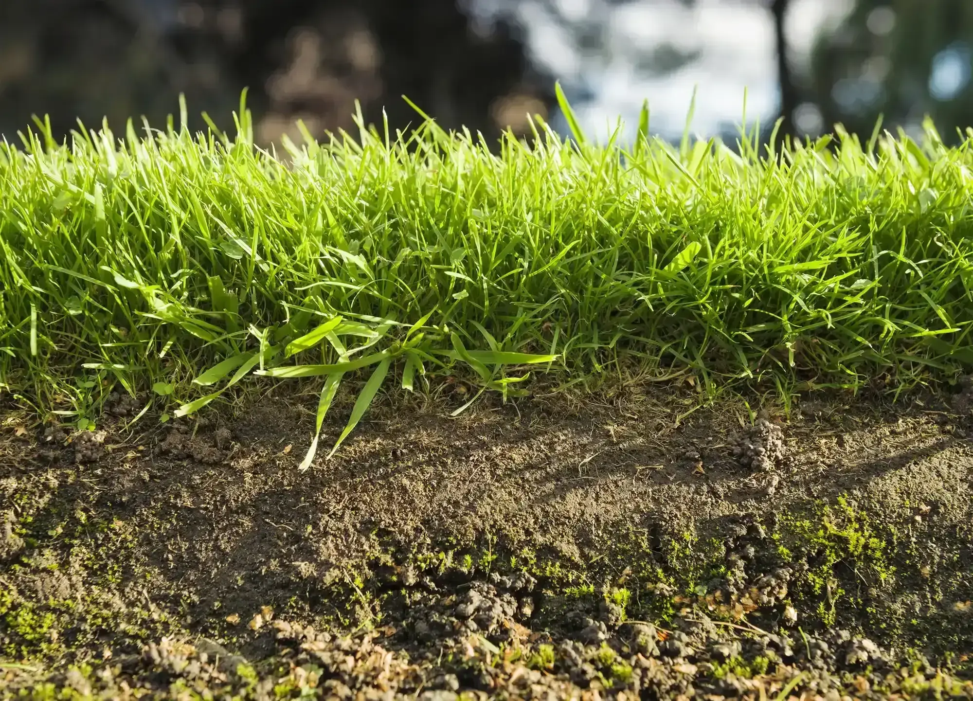 What's Topdressing, and Why is it So Good for Your Lawn?
